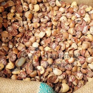 Betal Nut | Amazing Jupiter Trading Company