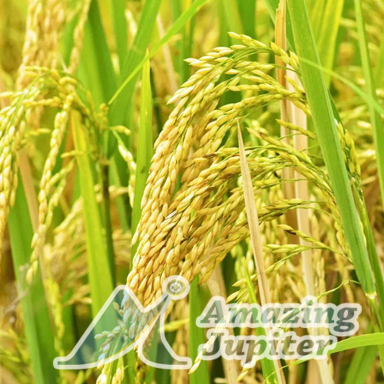 Paddy | Amazing Jupiter Trading Company